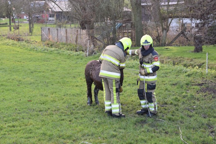 Pony haalt nat pak in Aalst, brandweer weet dier uit sloot te redden ...