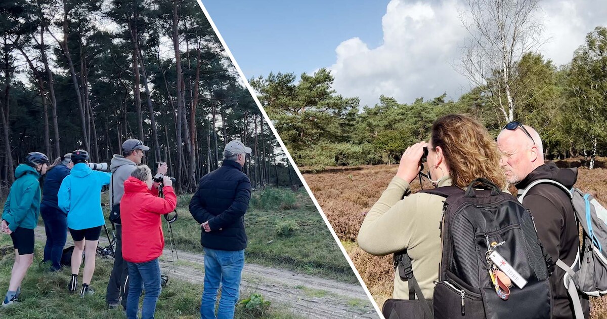 Al meer dan twintig boetes voor ‘wolventoerisme’: ‘Afwachten tot het ...