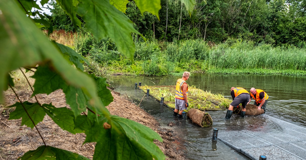 Ecologische parels drijven in de Graafsche Raam: ‘Voor je het weet ...