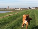 Trouwe viervoeters: 12 x deze honden spot je op straat in Deventer ...