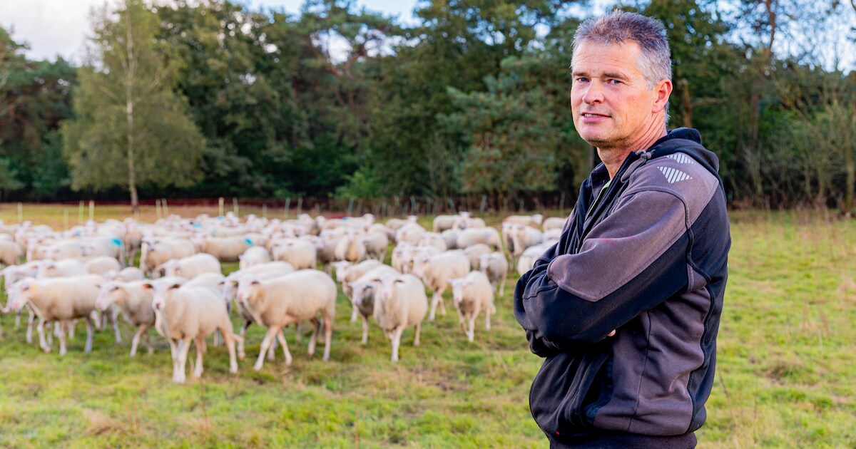 Boer Gert verloor in paar maanden tijd bijna 90 schapen aan de wolf ...
