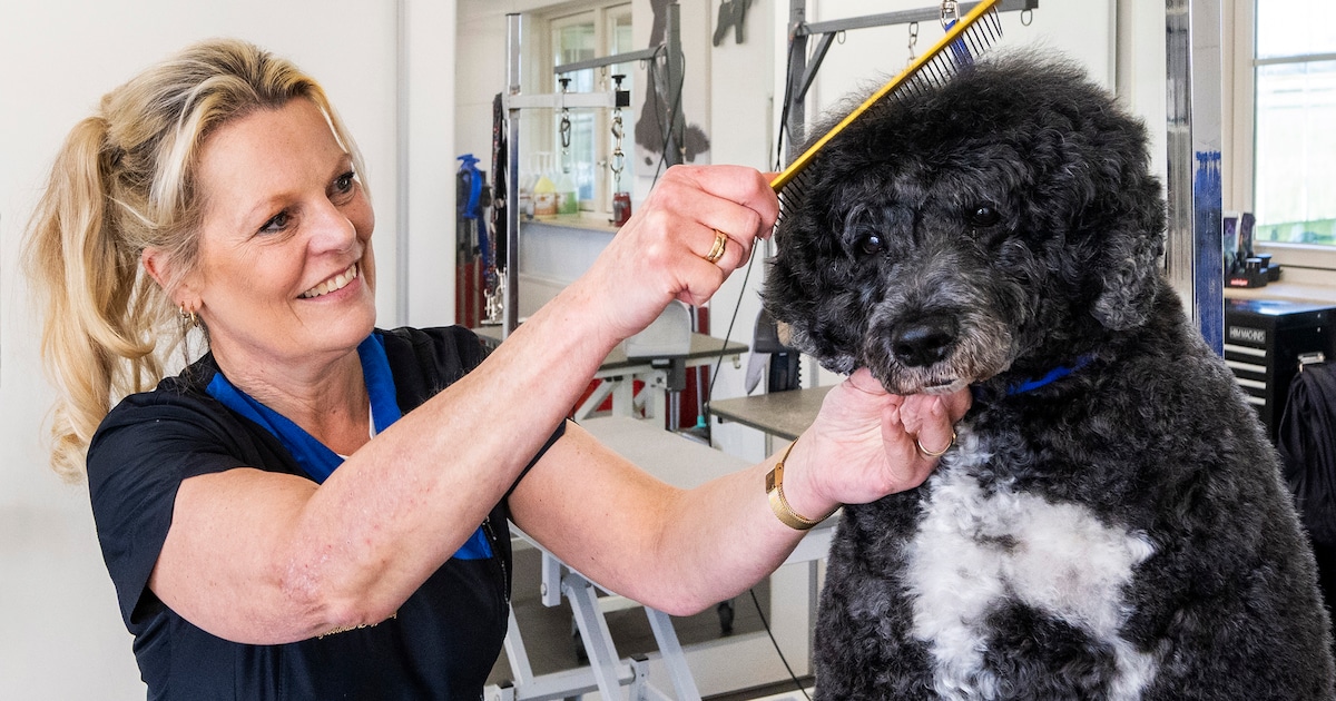 Klanten komen uit België en Duitsland om hun hond te laten trimmen door ...