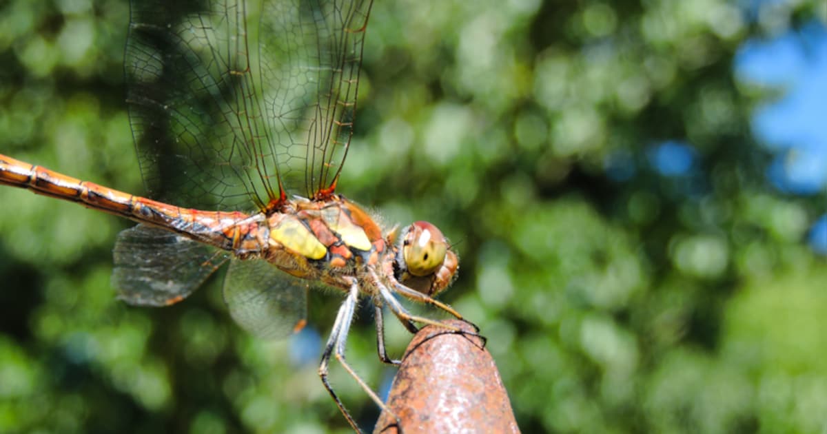 Rode libellen zijn nog geen heidelibellen | Home | gelderlander.nl