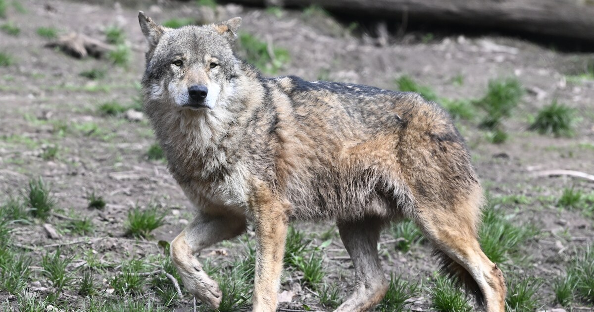 Gelderse gemeenten en provincie vragen actie Kamer bij aanpak ...