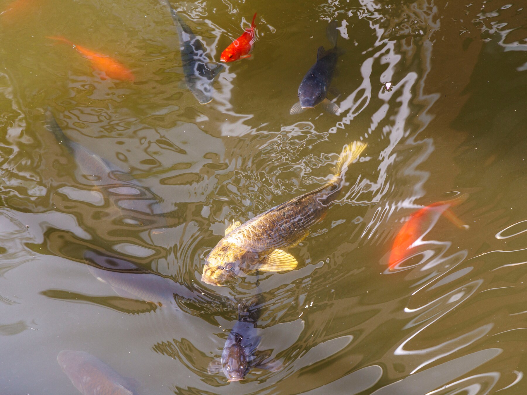 Partij voor de Dieren maakt debuut in Ede: ‘Ik vertegenwoordig ook de ...