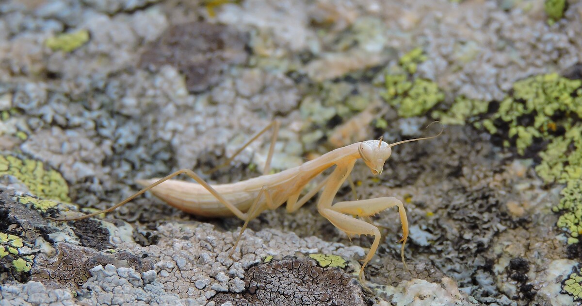 De bidsprinkhaan is schijnheilig en devoot | Natuur | De Gelderlander.nl