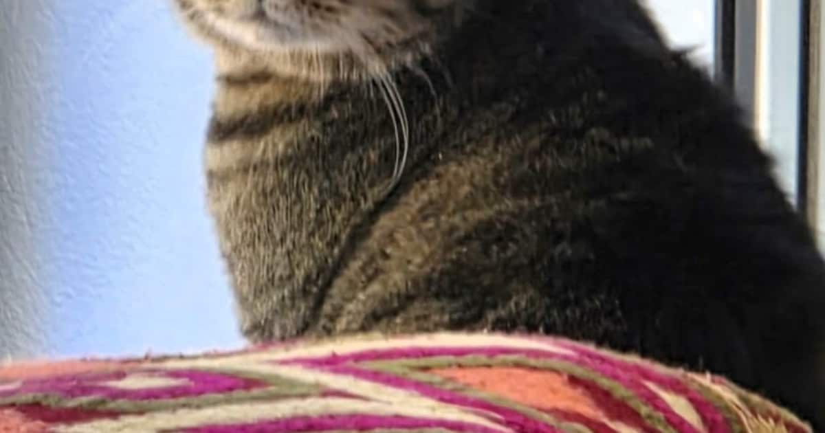 Heb jij Tommie gezien? Dit huisdier wordt in Westervoort vermist ...