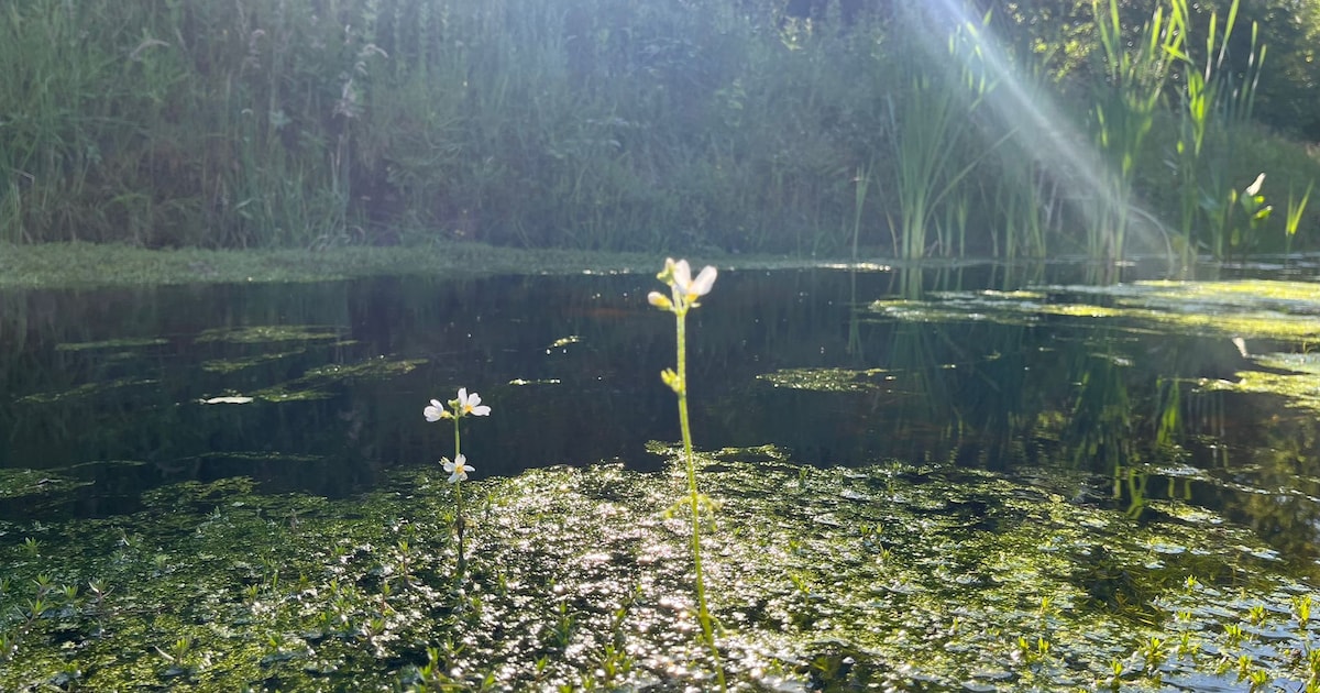 Een eigen wereld met eigen problemen | Wageningen | De Gelderlander.nl