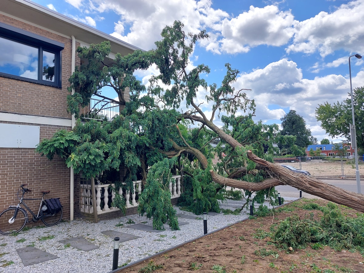 Drie verwoeste tuinen en bomen die leunen tegen huizen: dit zijn de ...