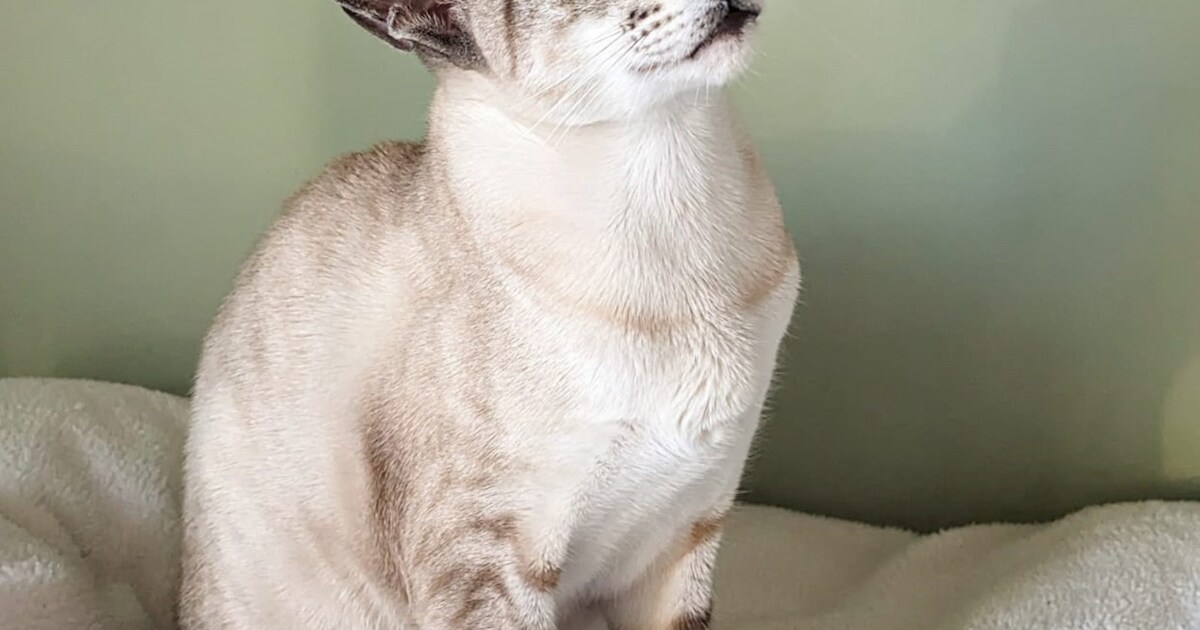 Heb jij Lucy of Lilia gezien? Deze twee huisdieren worden in Ede ...