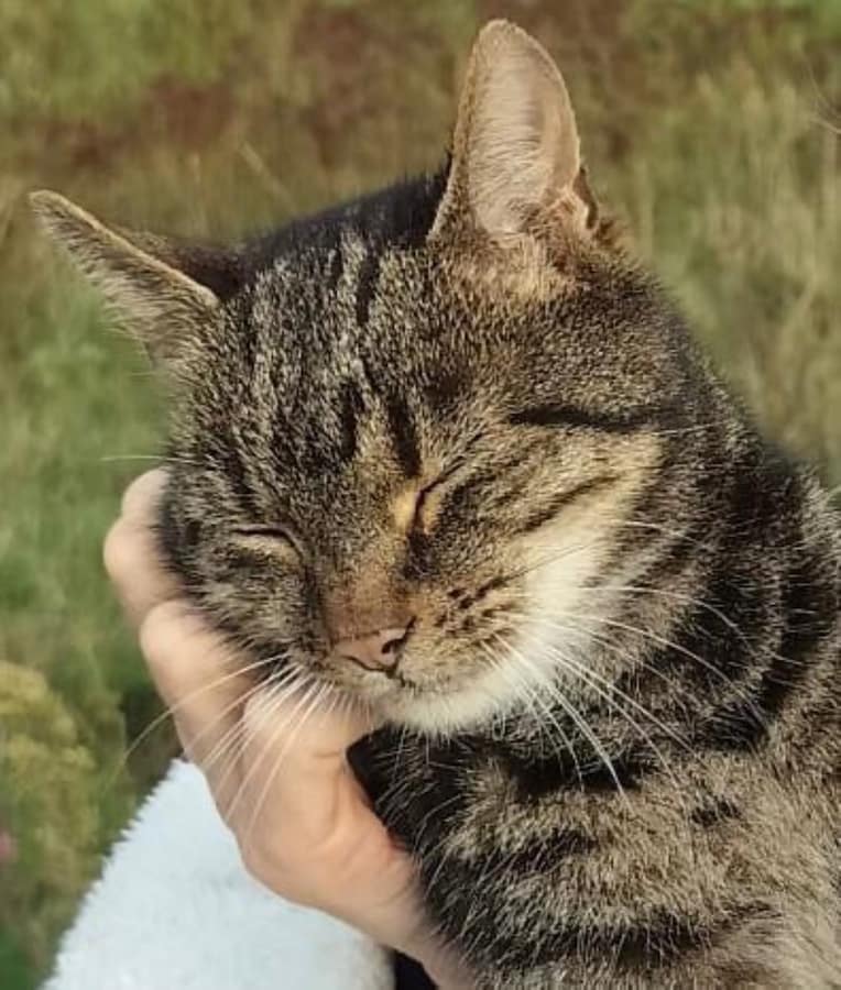 Heb jij Lizzy, Loek of Ollie gezien? Deze drie huisdieren worden in ...