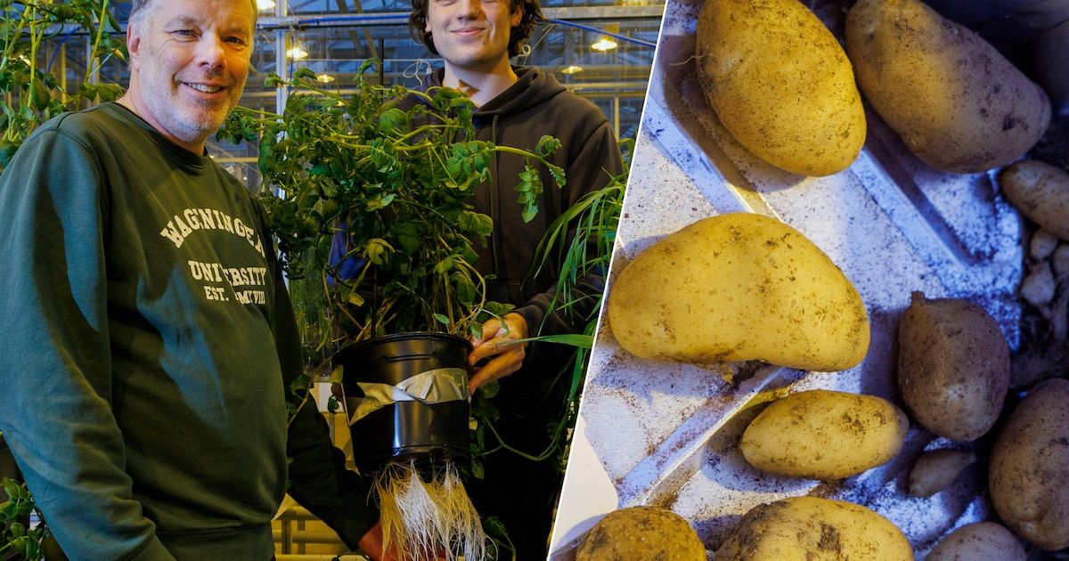 Aardappels en zelfs bier maken op Mars? Onderzoekers bootsten grond van ...