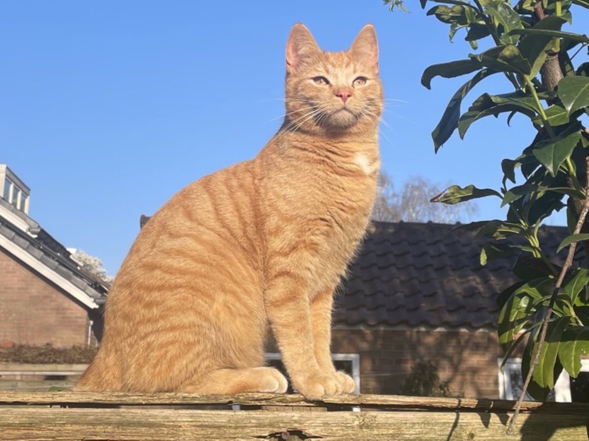 Heb jij Kitu, Moos of Nero gezien? Deze vijf huisdieren worden in ...