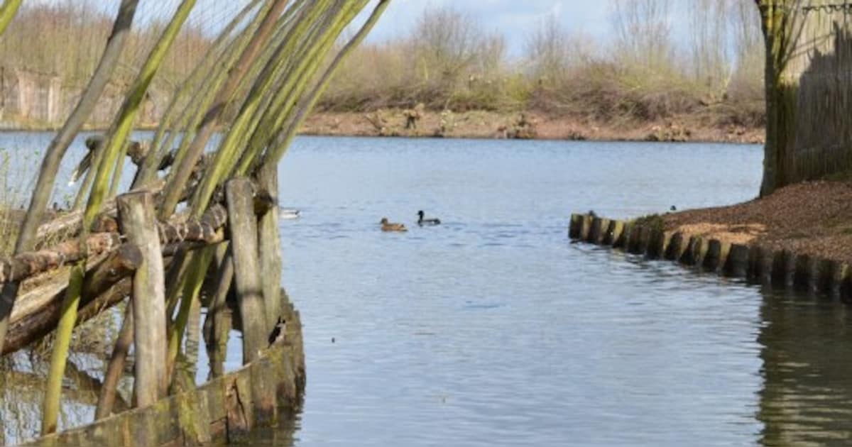 Rondleiding in eendenkooi Batenburg op 22 februari en 15 maart | Regio ...