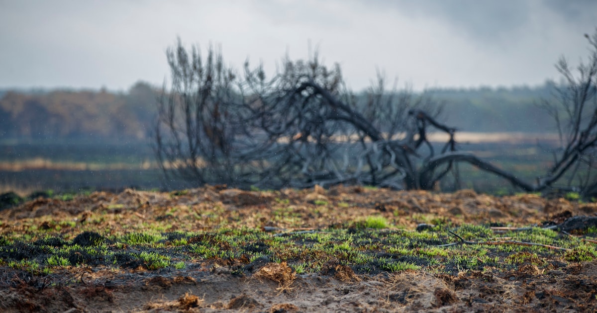 Apocalyptisch zwarte heide bij Ede wordt langzaam weer groen: ‘Brand ...