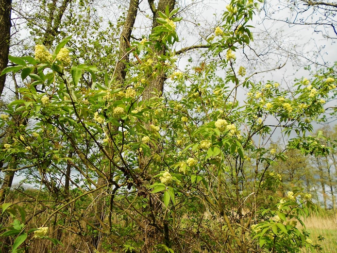Waar de vlier al niet goed voor is | Ede | gelderlander.nl