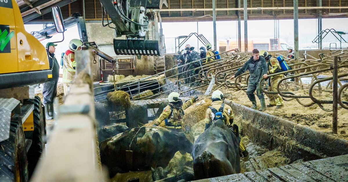 Explosie in stal in Maarsbergen, brandweer redt twintig koeien uit de mestput | Utrecht ...