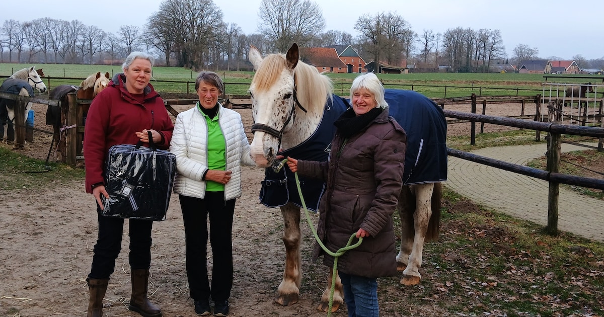 Dekens voor paard Pippa en kompanen en Bibi wint ‘sneeuwpop-straatprijs ...