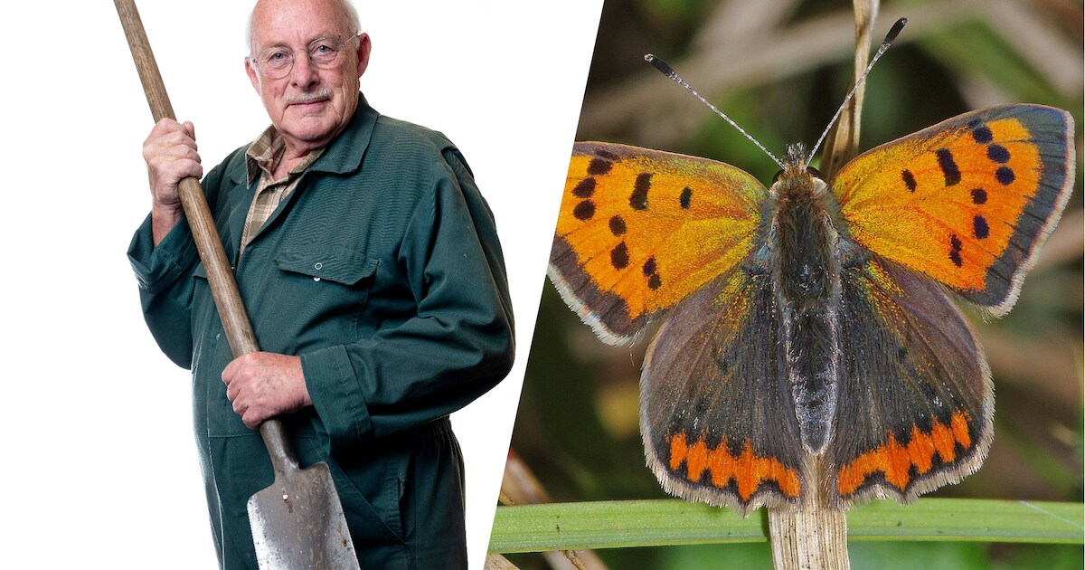 Wil je veel vlinders in je tuin, dan heb je deze planten nodig | Nieuws ...