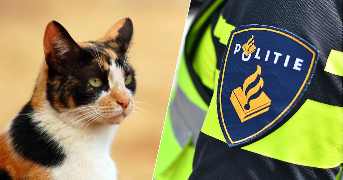 Als man wordt opgenomen denkt hij dat buurvrouw voor kat zorgt: ‘Maar ...
