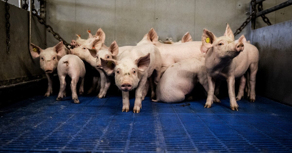 Nieuwe stal voor duizenden varkens mag blijven staan in het ...