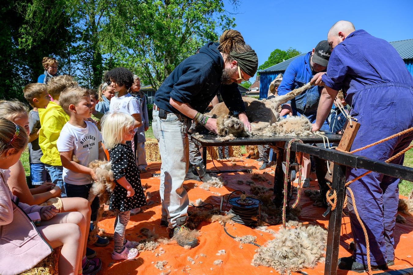 Alpaca’s aaien en wol graaien, daar doet Bryan (9) graag aan mee: ‘Leuk ...