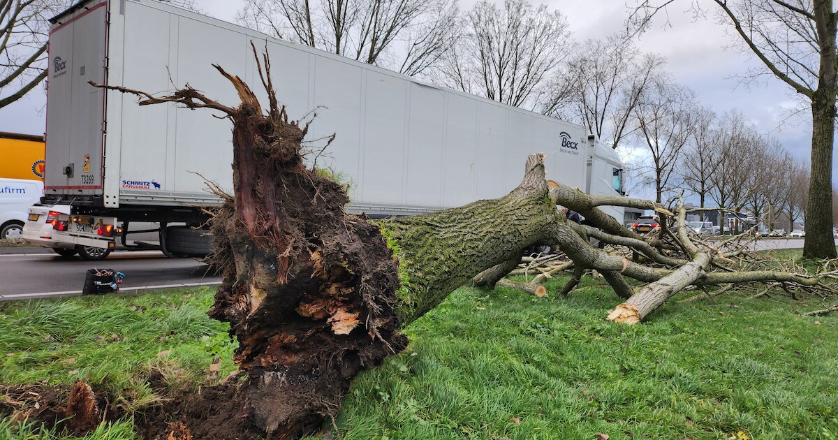 Storm blaast boom tegen vrachtwagen op de Wijchenseweg in Nijmegen ...