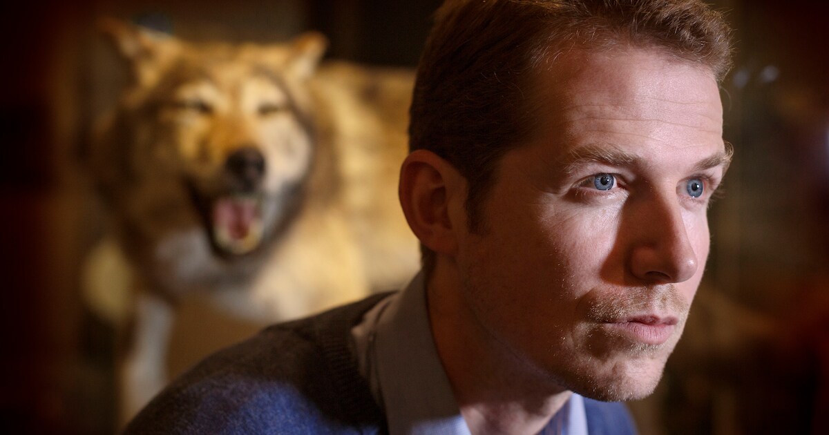 De Hoge Veluwe mag wolf niet zomaar buiten het hek zetten, zegt ...