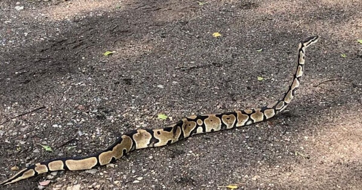 Odette vindt een koningspython tijdens het uitlaten van haar hond ...