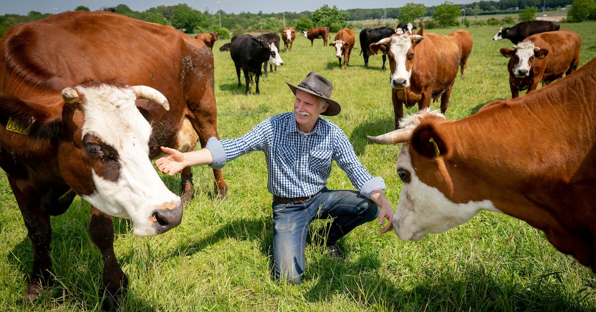 Jan maakt kaas van melk met dertig soorten klaver en bloemen | Renkum ...