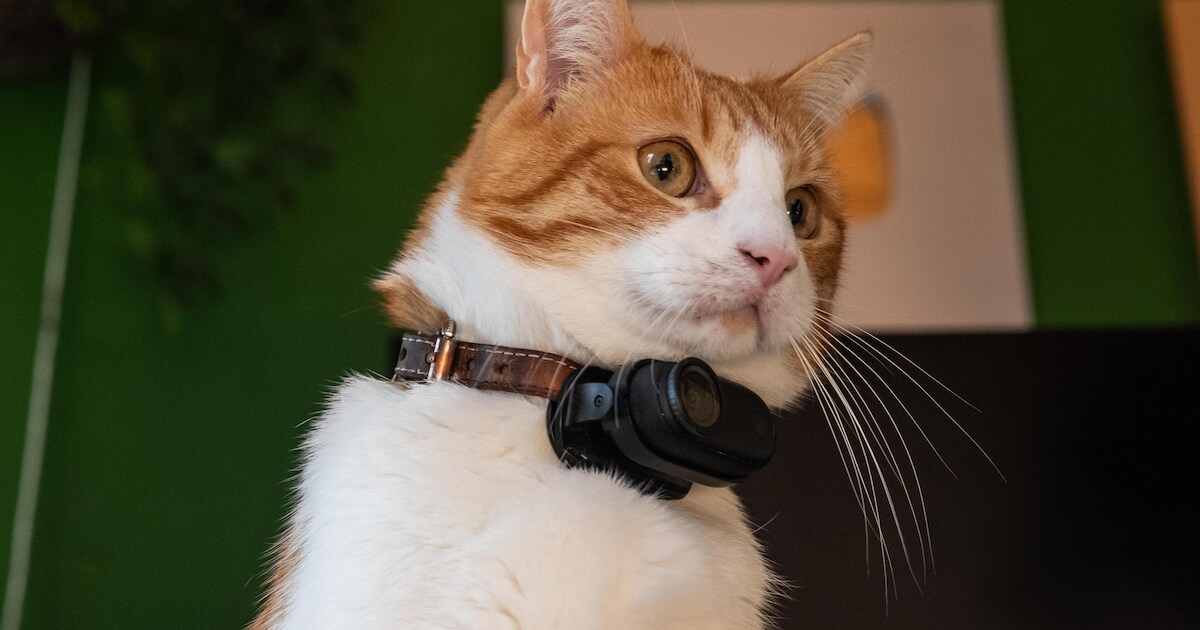 🎧 Waarom het gemiauw van beroemde YouTube-kater Ros hem soms een beetje ...