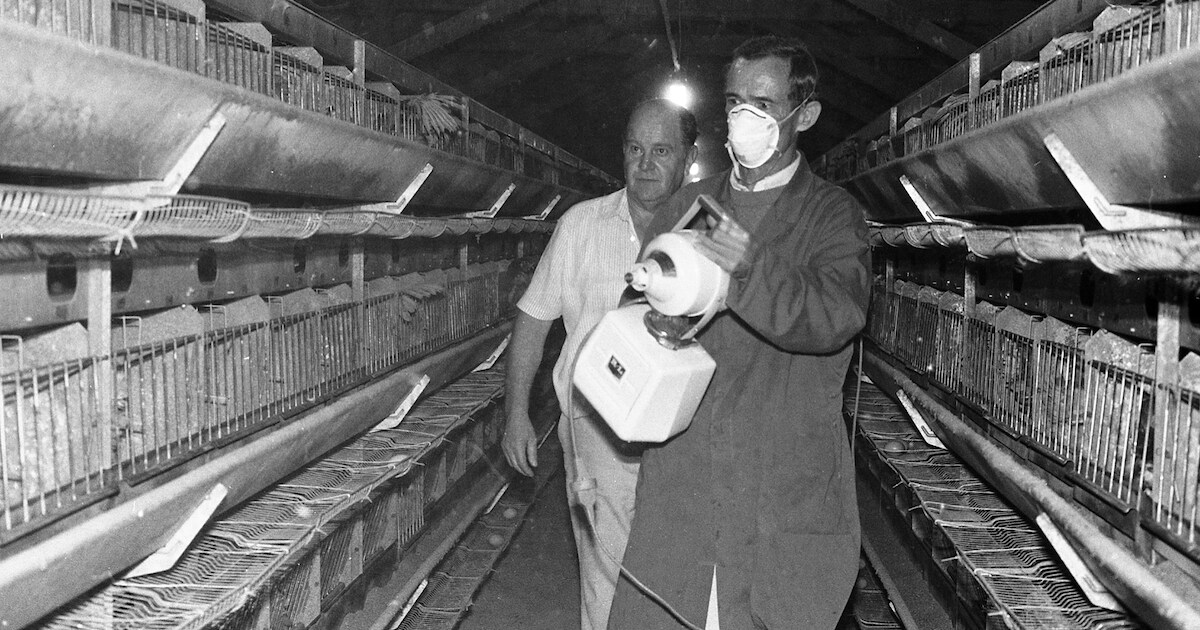 Uitbraak dierziekte: binnen een week alle kippen inenten | Land van ...