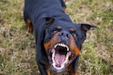 Gevaarlijke hond loopt na aanval op Ben (6) weer rond in de wijk: ‘Mijn ...