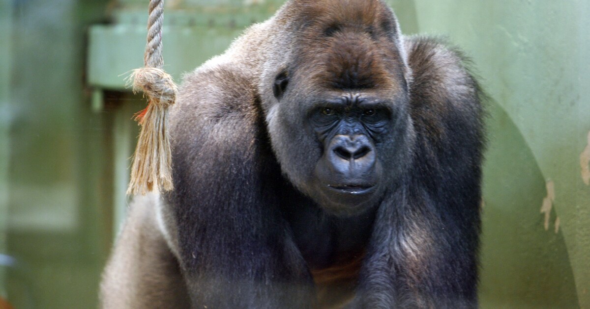 Gorilla Bokito overleed aan gevolgen van hartfalen | Binnenland ...