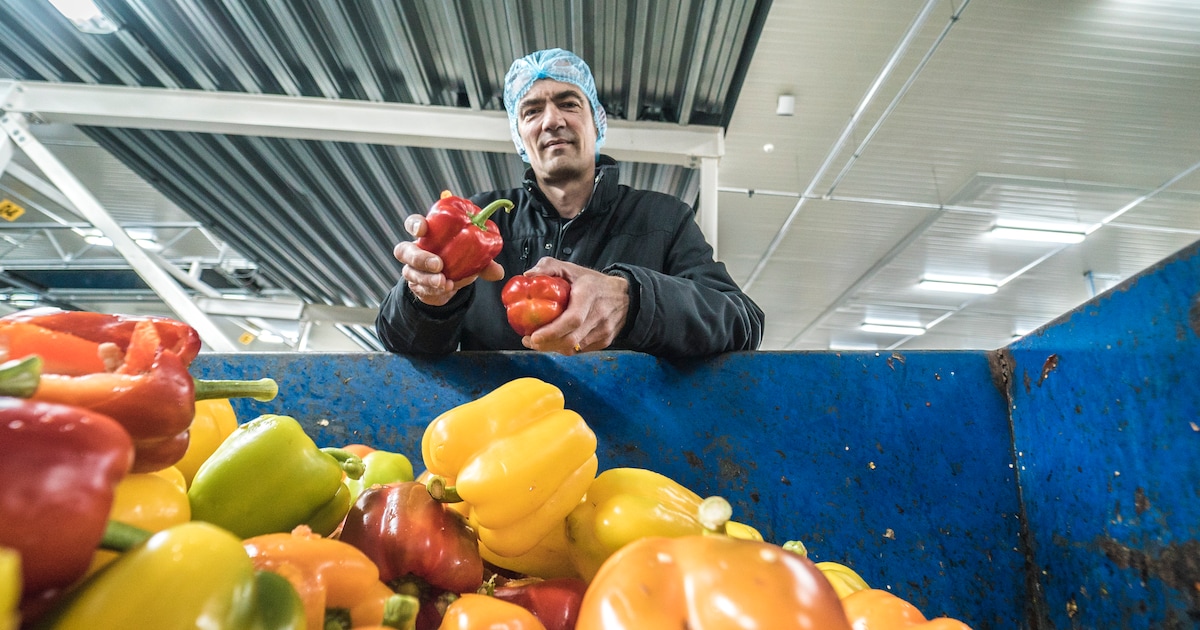 ‘Misvormde’ groenten en fruit verdwijnen vaak in de afvalbak, maar ...