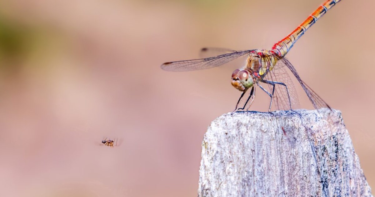 Natuurfoto’s van fotograaf Ton Rothengatter te zien | Uit-tips Wijchen ...