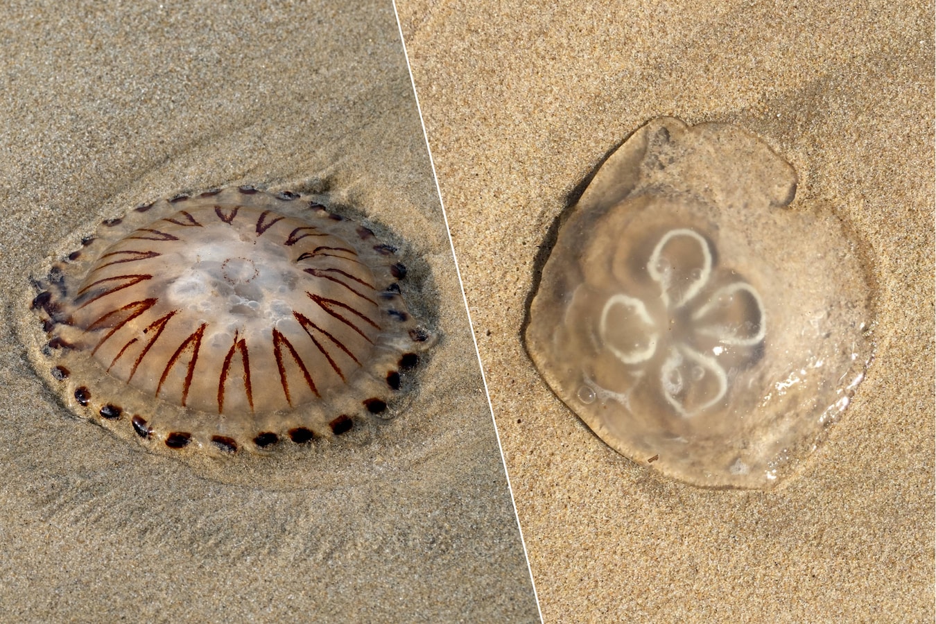 Beet van een kwal op vakantie, wat moet je doen? Spoedarts geeft advies ...