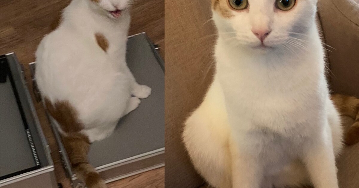 Heb jij Peukie of Dolly gezien? Deze twee huisdieren worden in ...