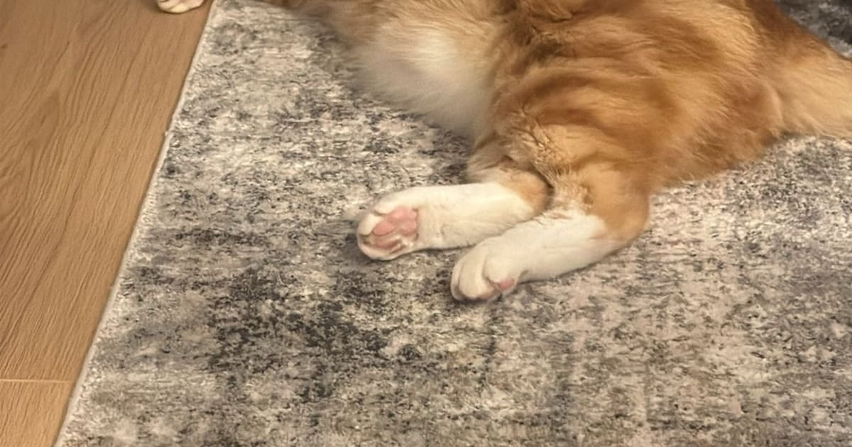 Heb jij Lulu, Misto of Gigi gezien? Deze vier huisdieren worden in ...