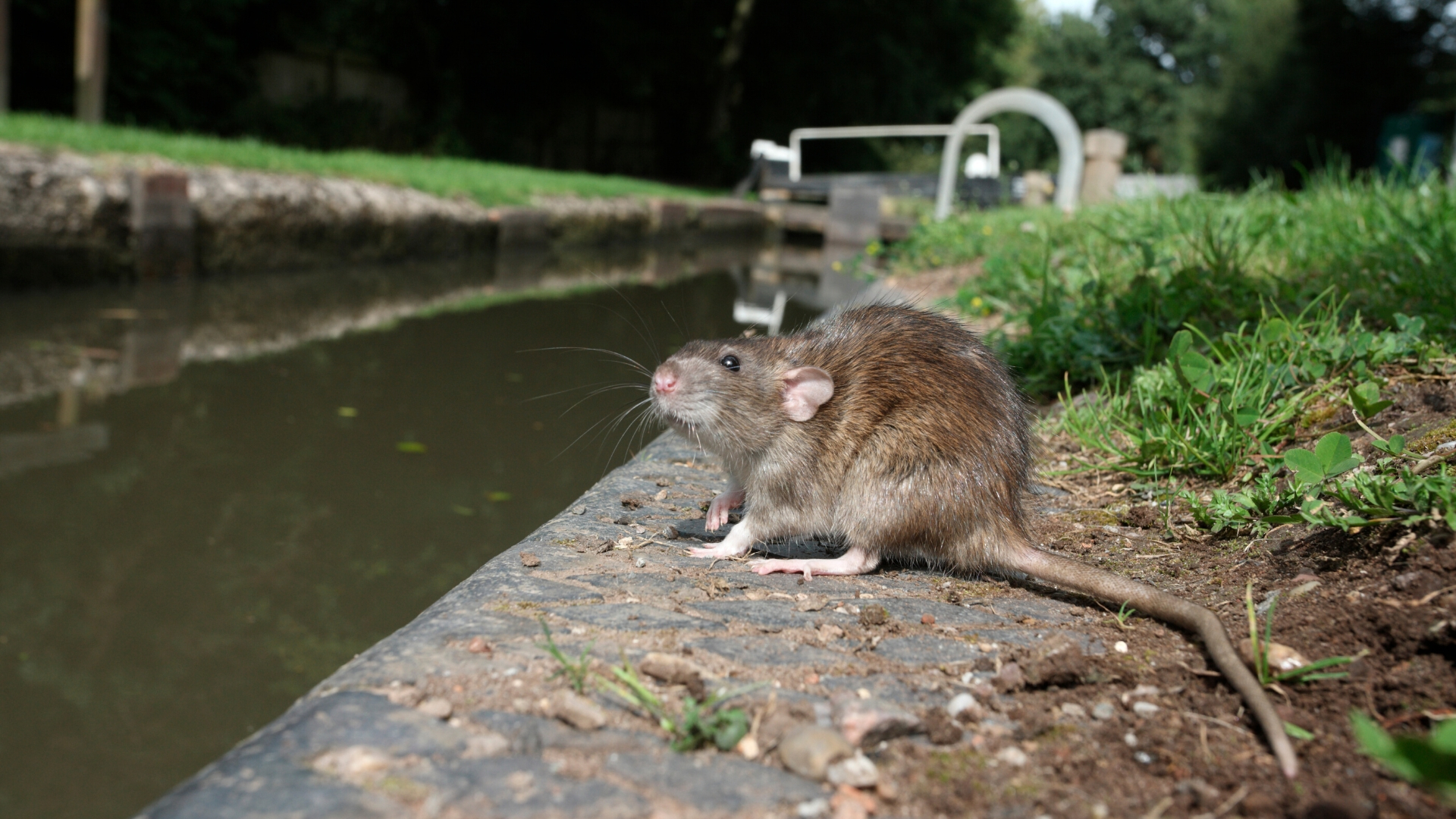Als gevaarlijke muskusrat bijna is uitgeroeid, krijgt woeste graver ...