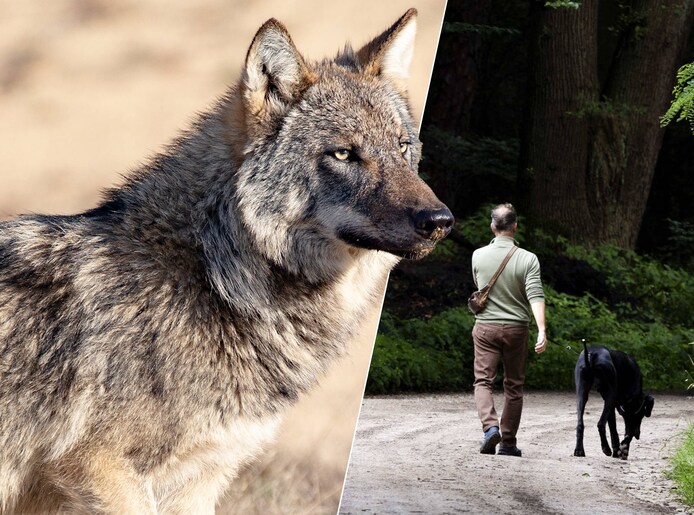 Rechter blokkeert schieten op wolf: risico te groot dat de verkeerde wordt geraakt | Afschieten ...