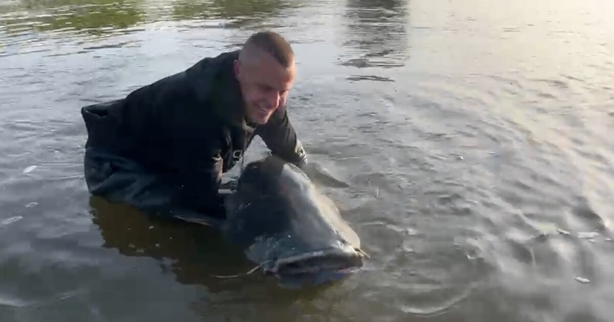 KIJK | 'Wat 'n varken man!', recordvisser Paul haalt deze enorme ...