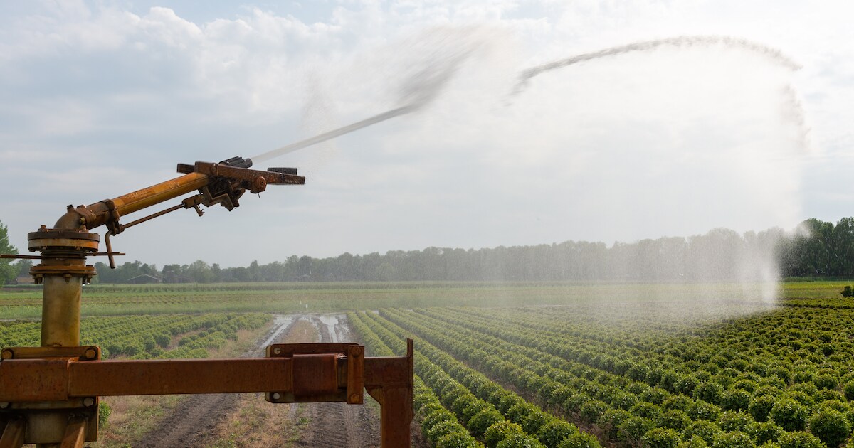 Boeren krijgen geld als ze van hun landbouwgrond natuur maken ...