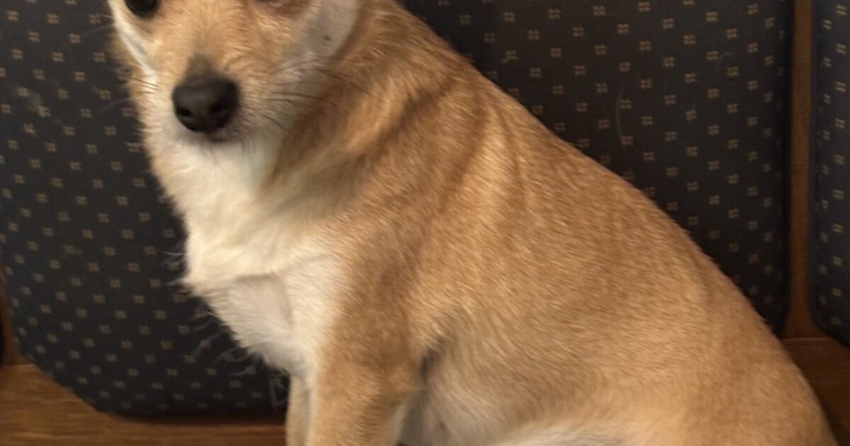 Heb jij Layla gezien? Dit huisdier wordt in Venray vermist | Venray ...