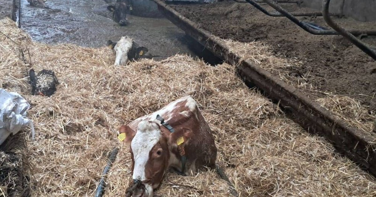 Veertig koeien door stalvloer gezakt, stonden in eigen poep en plas ...