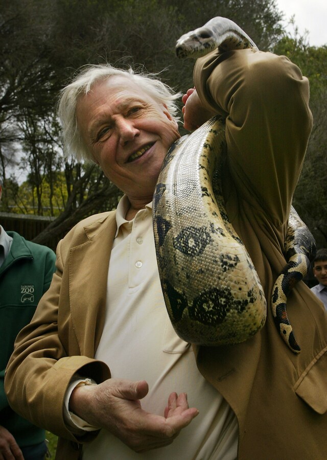 ‘Natuurverschijnsel’ David Attenborough stond ooit oog in oog met een ...