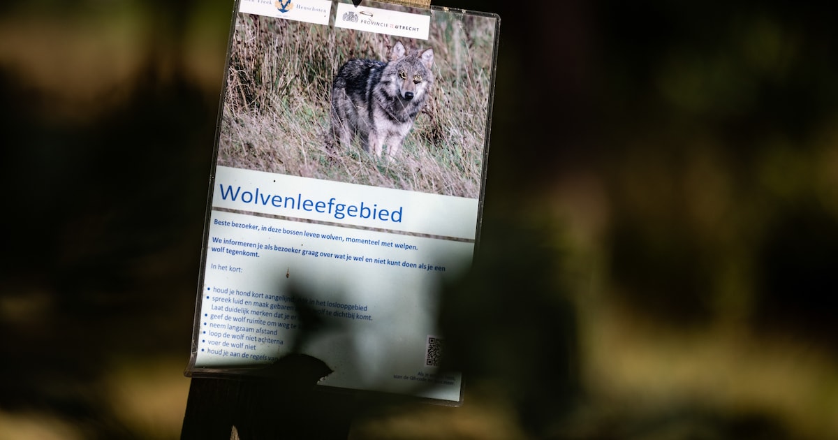 Nieuwe wolf mét zender op de Utrechtse Heuvelrug, mogelijk afkomstig ...