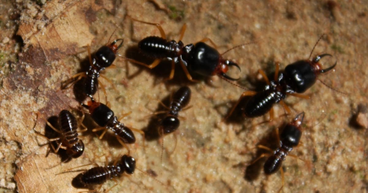 Alarm om beestje dat huizen ‘opeet’: exotisch insect nu aangetroffen in ...