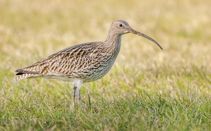 Waarom weidevogels niet beschermd worden tegen windmolens: ‘Deze vogels ...