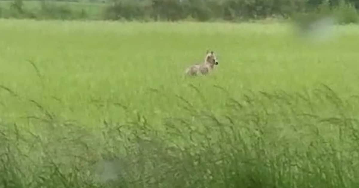 Marian filmt wolf in Aalten: ‘Ik dacht, anders geloven ze me niet ...